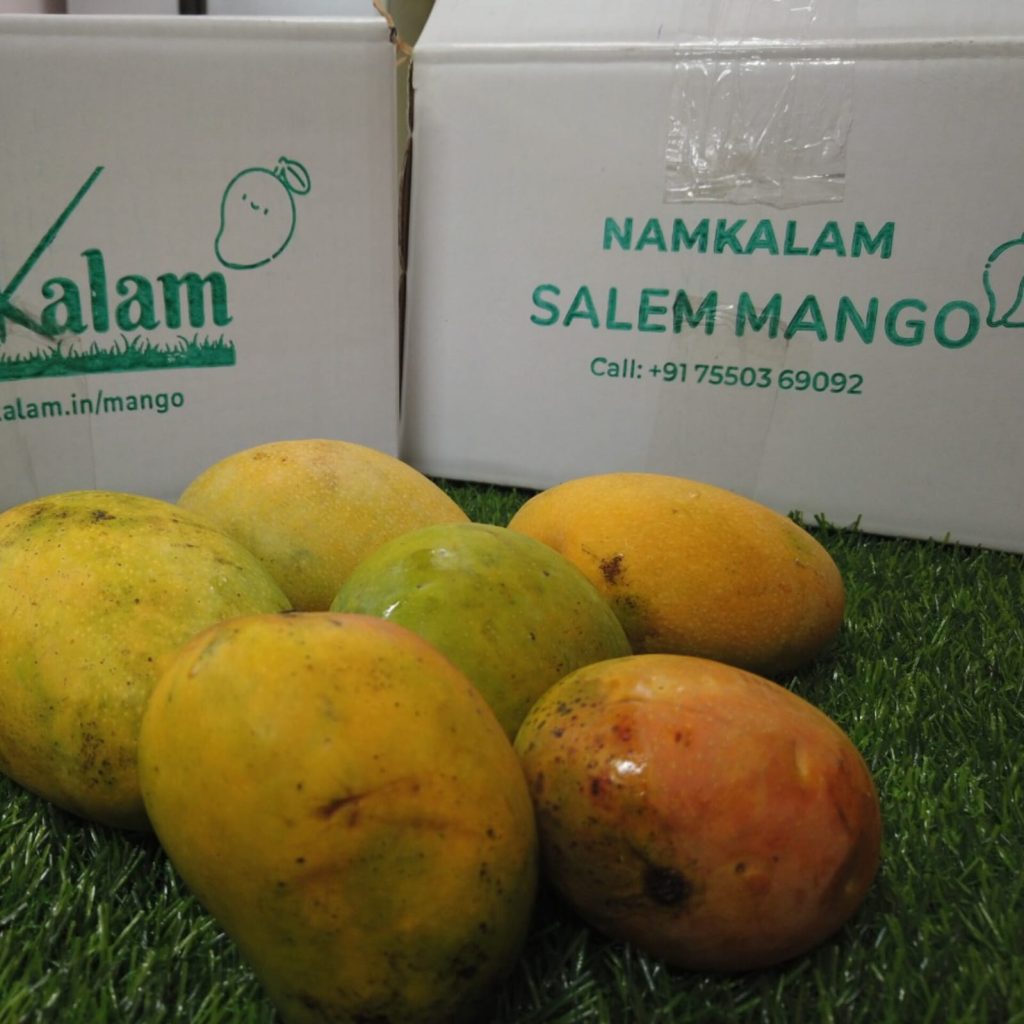 Buy Malgova Mango Online in Salem | Farm-fresh & Door Delivery