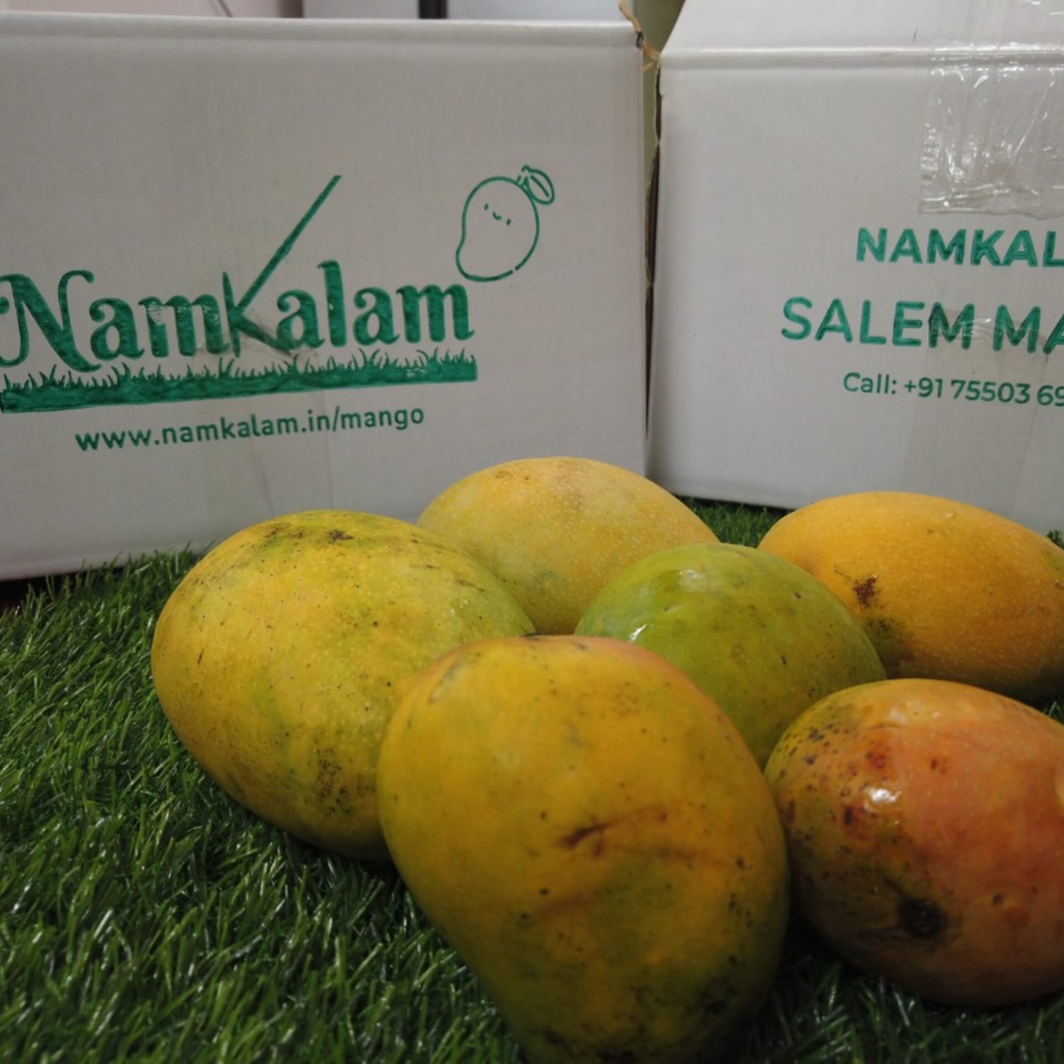Buy Malgova Mango Online in Salem | Farm-fresh & Door Delivery